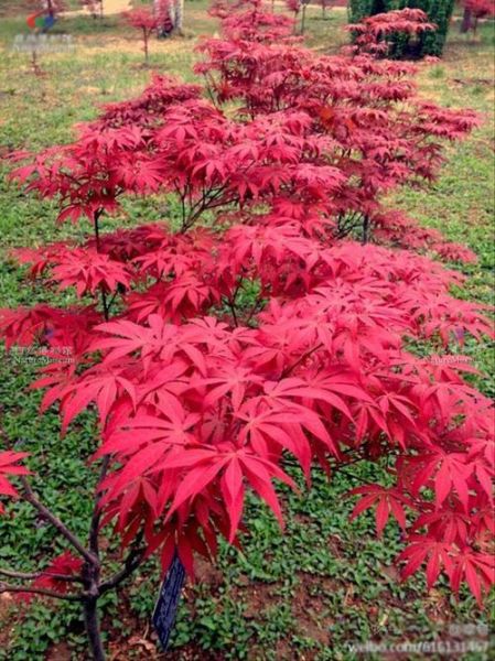 鸡爪槭是常绿还是落叶_鸡爪槭冬天会落叶吗-第3张图片-山城妙识