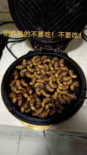 油炸知了猴的禁忌_哪些人不能吃-第2张图片-山城妙识