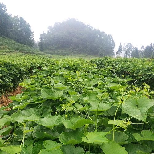 龙须菜怎么种_龙须菜种植图片教程-第3张图片-山城妙识 龙须菜怎么种_龙须菜种植图片教程-第3张图片-山城妙识