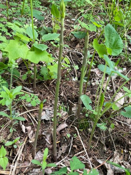 龙须菜怎么种_龙须菜种植图片教程-第2张图片-山城妙识 龙须菜怎么种_龙须菜种植图片教程-第2张图片-山城妙识