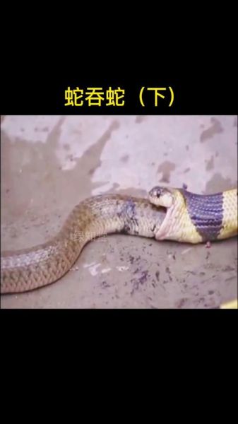 无毒蛇有哪些_无毒蛇会咬人吗-第2张图片-山城妙识 无毒蛇有哪些_无毒蛇会咬人吗-第2张图片-山城妙识