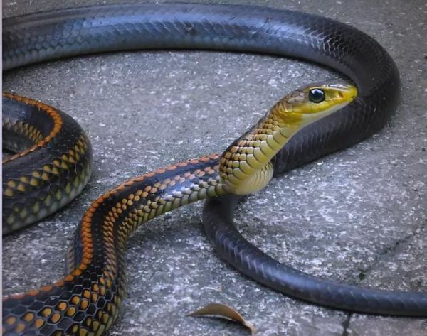 无毒蛇有哪些_无毒蛇会咬人吗-第1张图片-山城妙识 无毒蛇有哪些_无毒蛇会咬人吗-第1张图片-山城妙识