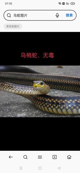 无毒蛇有哪些_无毒蛇会咬人吗-第3张图片-山城妙识 无毒蛇有哪些_无毒蛇会咬人吗-第3张图片-山城妙识