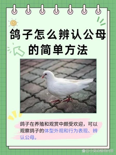 新手如何养鸽子_鸽子养殖入门指南-第1张图片-山城妙识