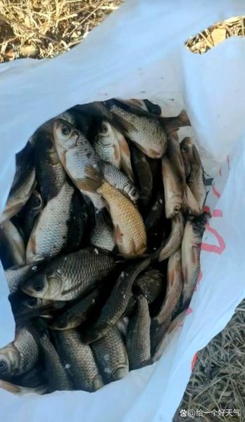 钓鱼为什么禁止用丁香_丁香钓鱼违法吗-第3张图片-山城妙识