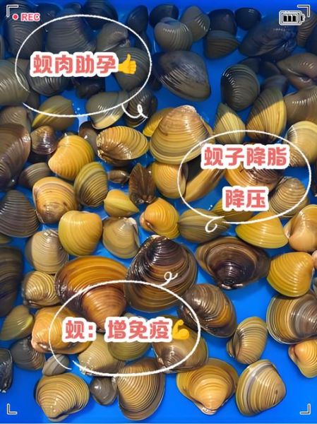 蚬子的营养价值_吃蚬子有什么好处-第3张图片-山城妙识