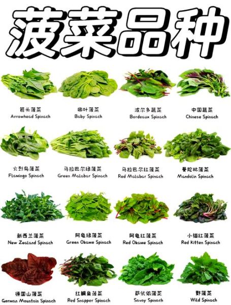 菠菜图片大全_菠菜品种怎么区分-第1张图片-山城妙识