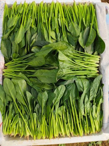 菠菜图片大全_菠菜品种怎么区分-第3张图片-山城妙识