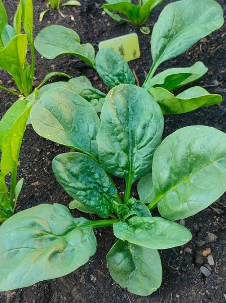 菠菜图片大全_菠菜品种怎么区分-第2张图片-山城妙识