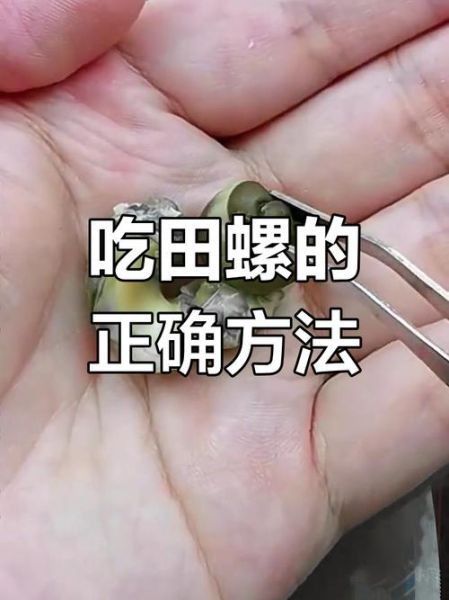 田螺怎么吃正确_田螺怎么吃图解-第3张图片-山城妙识