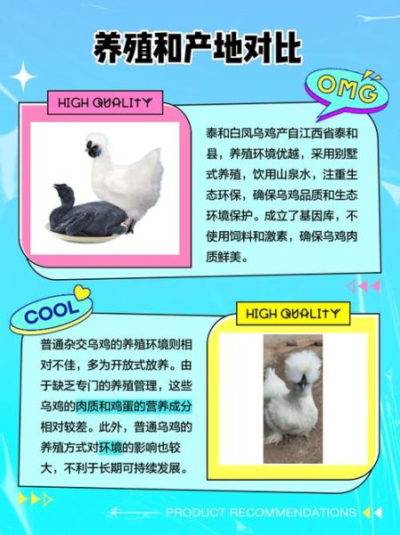 泰和乌鸡和白凤乌鸡区别_哪个更滋补-第1张图片-山城妙识 泰和乌鸡和白凤乌鸡区别_哪个更滋补-第1张图片-山城妙识