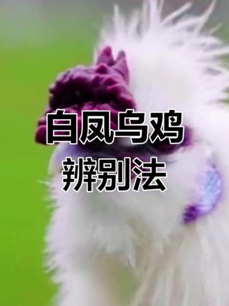 泰和乌鸡和白凤乌鸡区别_哪个更滋补-第2张图片-山城妙识 泰和乌鸡和白凤乌鸡区别_哪个更滋补-第2张图片-山城妙识