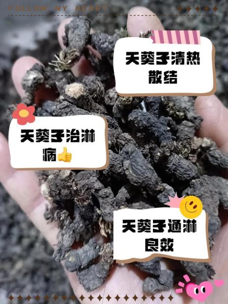 天葵子功效与作用_天葵子用法用量-第2张图片-山城妙识