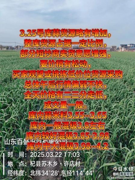 今日金乡鲜大蒜价格_金乡大蒜最新行情-第2张图片-山城妙识