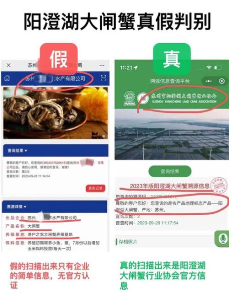 上海大闸蟹哪里买正宗_阳澄湖大闸蟹真假怎么辨别-第3张图片-山城妙识 上海大闸蟹哪里买正宗_阳澄湖大闸蟹真假怎么辨别-第3张图片-山城妙识
