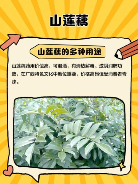 山莲藕的功效与作用_山莲藕怎么吃最好-第1张图片-山城妙识 山莲藕的功效与作用_山莲藕怎么吃最好-第1张图片-山城妙识