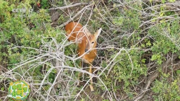 狍子是几级保护动物_狍子捕杀判几年-第1张图片-山城妙识
