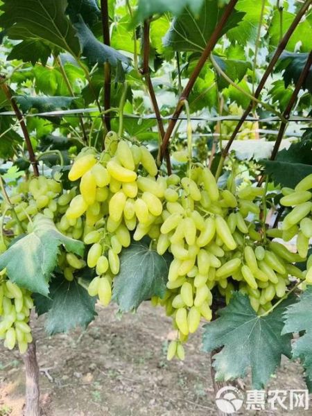 金手指葡萄图片_如何挑选优质果实-第3张图片-山城妙识