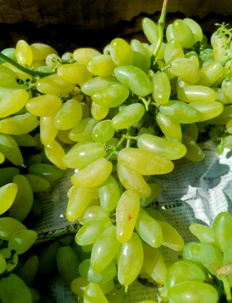 金手指葡萄图片_如何挑选优质果实-第1张图片-山城妙识