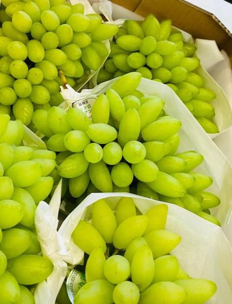 金手指葡萄图片_如何挑选优质果实-第2张图片-山城妙识