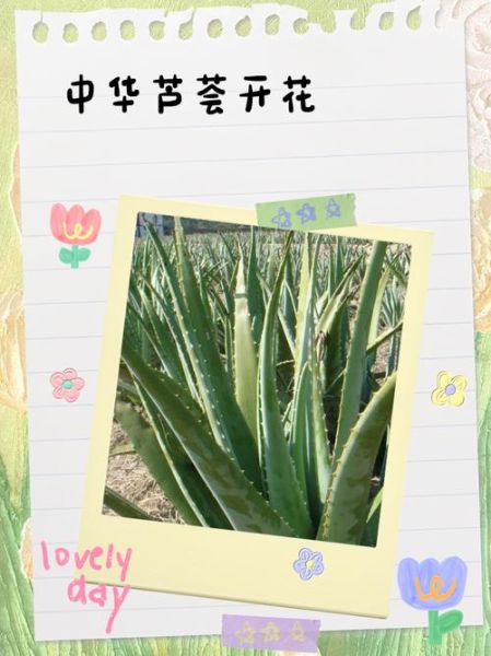 中华芦荟图片_如何辨别真假中华芦荟-第3张图片-山城妙识 中华芦荟图片_如何辨别真假中华芦荟-第3张图片-山城妙识