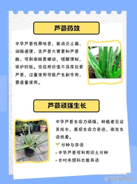 中华芦荟图片_如何辨别真假中华芦荟-第2张图片-山城妙识 中华芦荟图片_如何辨别真假中华芦荟-第2张图片-山城妙识