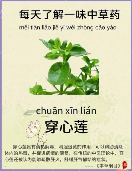 穿心莲的功效与作用_穿心莲怎么吃效果最好-第1张图片-山城妙识 穿心莲的功效与作用_穿心莲怎么吃效果最好-第1张图片-山城妙识