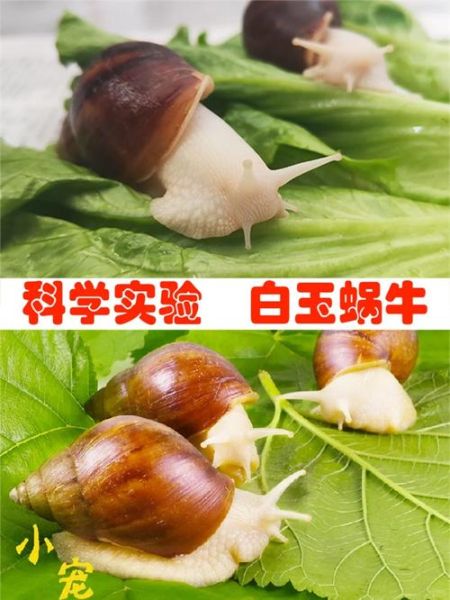 蜗牛养殖前景怎么样_蜗牛销路有哪些-第1张图片-山城妙识