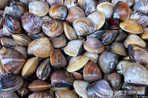 花蛤和花甲的区别_哪个更好吃-第1张图片-山城妙识