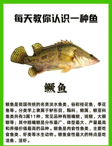 桂鱼的营养价值与功效_孕妇能吃桂鱼吗-第1张图片-山城妙识 桂鱼的营养价值与功效_孕妇能吃桂鱼吗-第1张图片-山城妙识