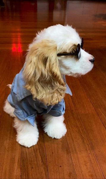 热狗不带墨镜的照片_真实颜值曝光-第2张图片-山城妙识