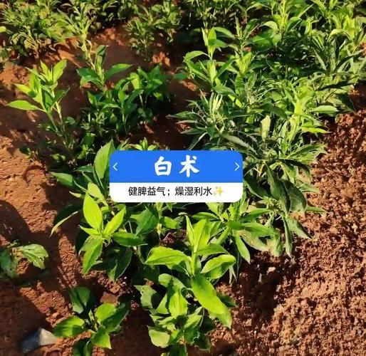 生白术的功效与作用_生白术怎么吃最好-第1张图片-山城妙识