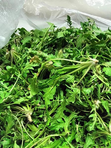 芨芨菜的功效与作用_孕妇能吃吗-第2张图片-山城妙识