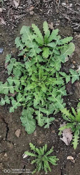 芨芨菜的功效与作用_孕妇能吃吗-第1张图片-山城妙识