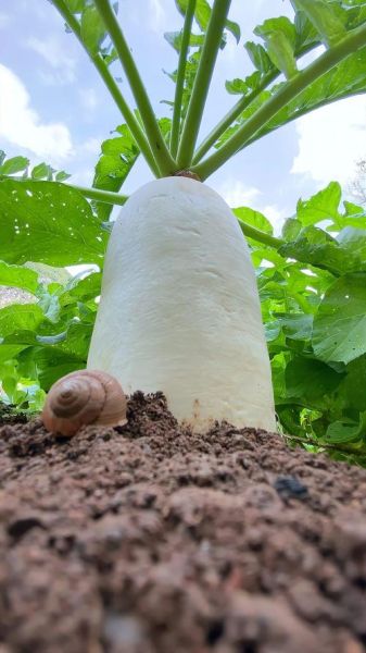 萝卜图片怎么拍好看_萝卜图片拍摄技巧-第3张图片-山城妙识