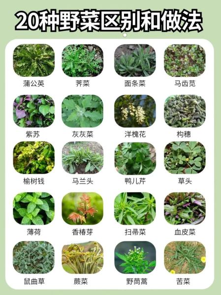 野菜有哪些种类_野菜种类大全及名称-第1张图片-山城妙识 野菜有哪些种类_野菜种类大全及名称-第1张图片-山城妙识