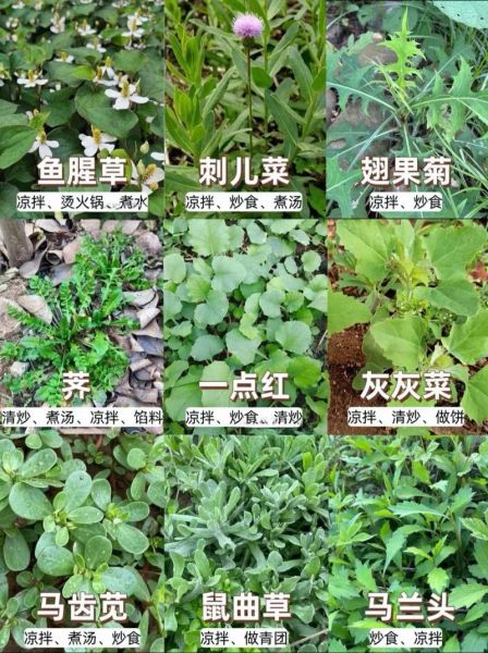 野菜有哪些种类_野菜种类大全及名称-第3张图片-山城妙识 野菜有哪些种类_野菜种类大全及名称-第3张图片-山城妙识