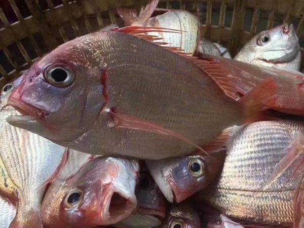 立鱼多少钱一斤_立鱼价格行情-第1张图片-山城妙识