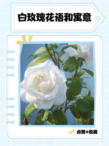 白玫瑰花语是什么_送白玫瑰代表什么-第1张图片-山城妙识