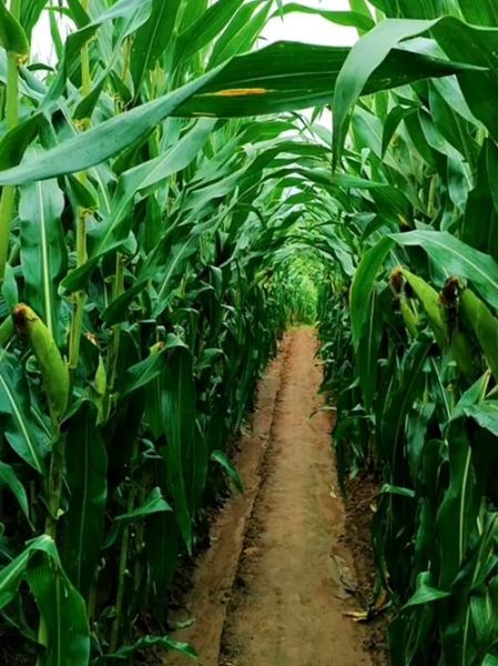 玉米地图片怎么拍_玉米地摄影技巧-第1张图片-山城妙识