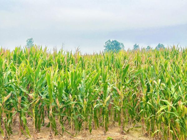 玉米地图片怎么拍_玉米地摄影技巧-第3张图片-山城妙识