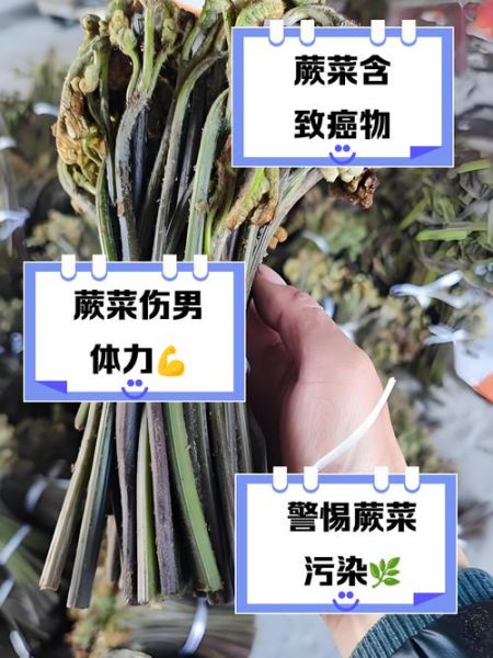 蕨菜致癌是真的吗_蕨菜致癌真相-第3张图片-山城妙识 蕨菜致癌是真的吗_蕨菜致癌真相-第3张图片-山城妙识