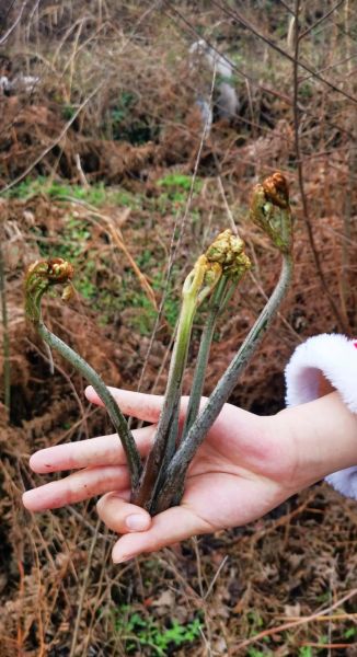 蕨菜致癌是真的吗_蕨菜致癌真相-第2张图片-山城妙识 蕨菜致癌是真的吗_蕨菜致癌真相-第2张图片-山城妙识