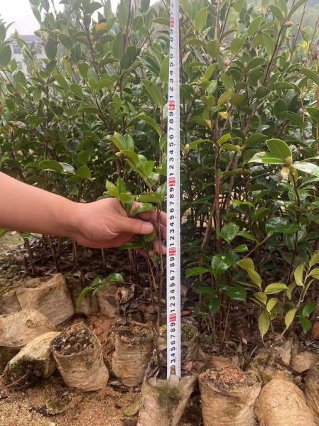 最好的油茶苗品种有哪些_高产油茶苗怎么选-第3张图片-山城妙识