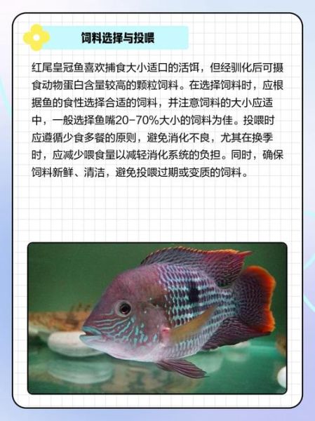 皇鱼怎么养_皇鱼吃什么长得快-第1张图片-山城妙识