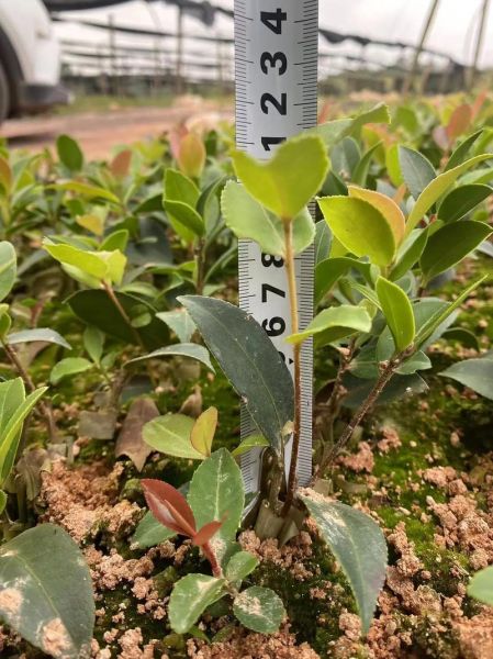 最好的油茶苗品种有哪些_高产油茶苗怎么选-第2张图片-山城妙识