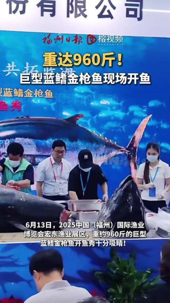 蓝鳍金枪鱼多重_蓝鳍金枪鱼最大多少斤-第2张图片-山城妙识