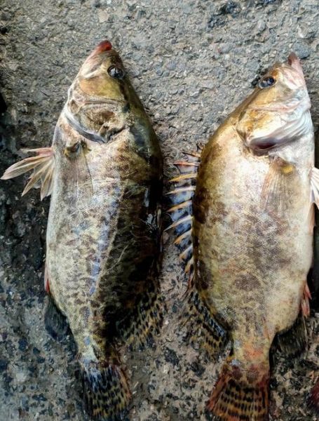 桂鱼养殖条件_桂鱼养殖水质要求-第1张图片-山城妙识 桂鱼养殖条件_桂鱼养殖水质要求-第1张图片-山城妙识