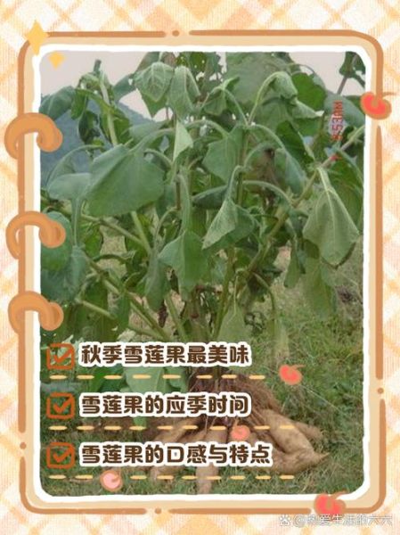 雪莲果怎么吃_雪莲果图片及吃法大全-第2张图片-山城妙识