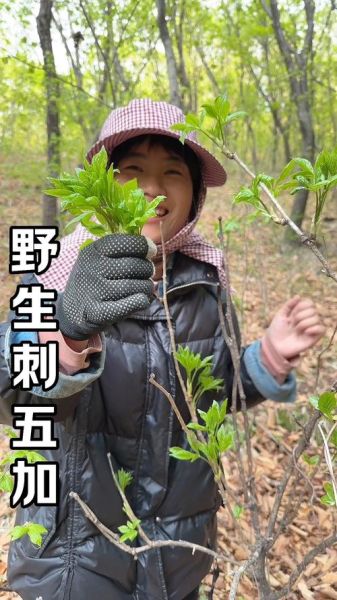 刺五加有几种图片_刺五加品种识别方法-第3张图片-山城妙识